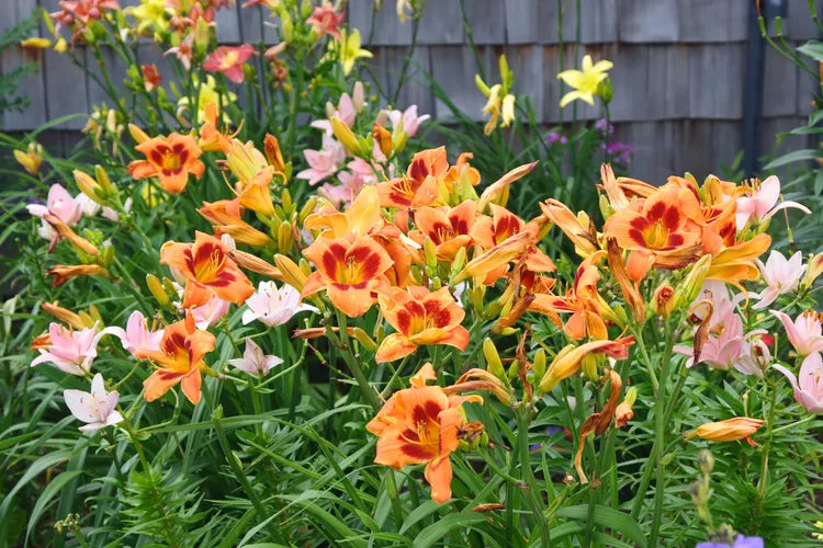 10 Perennials You Should Always Cut Back in the Fall to Ensure a Healt – RESTMO